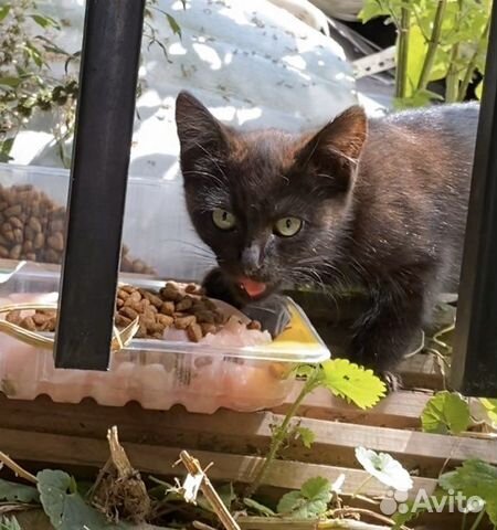 Котенок пропадает на улице