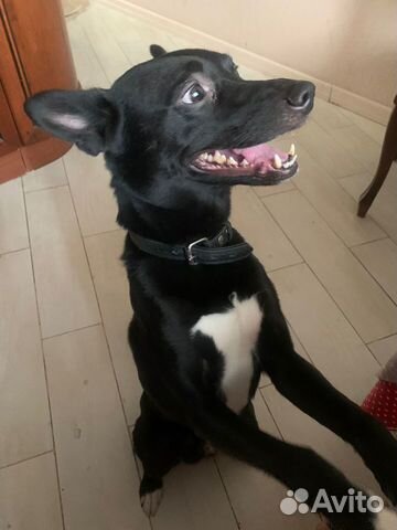 Балу нужен новый дом