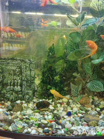 Аквариумные рыбки