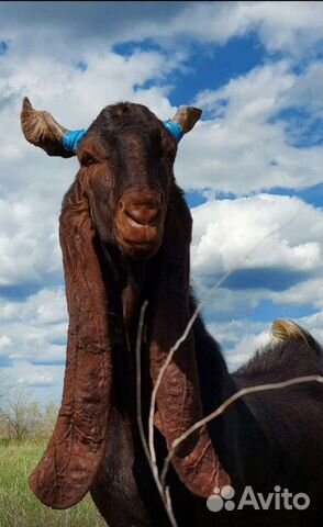 Козёл чистопородный камори