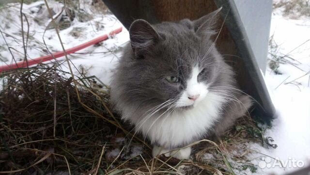 Серый дымчатый кот - "Енот"