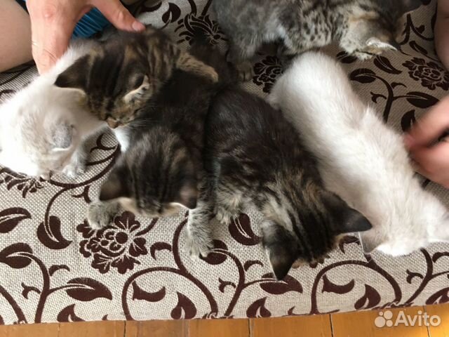 Котята скотиш страйт