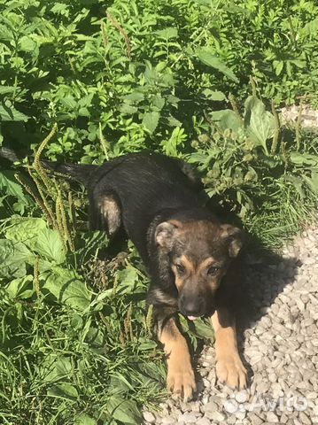 Продам щенков