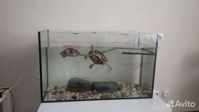 Черепахи вместе с аквариумом 100 л