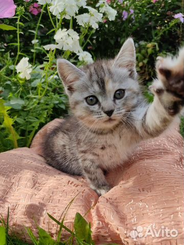 Комочки умиления