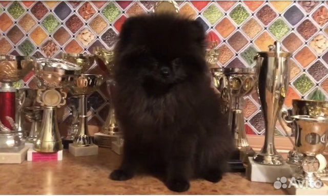 Черный Померанский шпиц