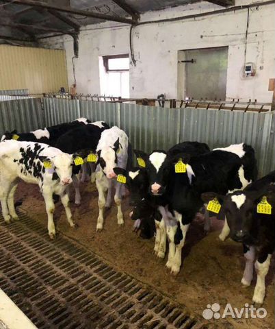 Продаем телята