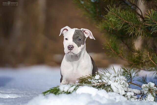 Девочка амстаффа