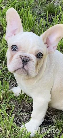 Ванильный парень