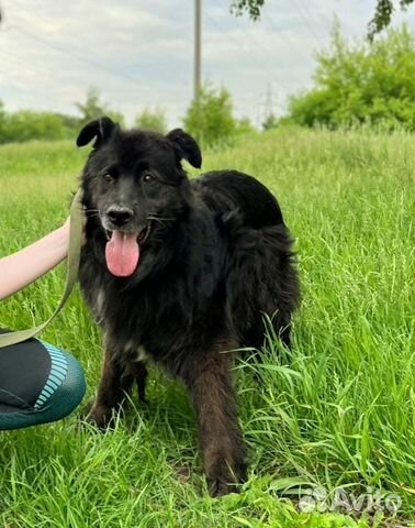 Собаку обижали, но надежда на теплый дом еще есть