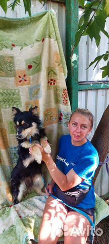 Метис шпица попал в приют