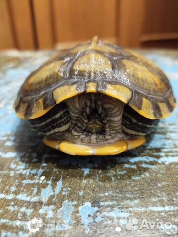 Красноухая черепаха