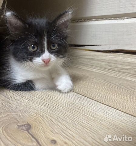 Котята бесплатно