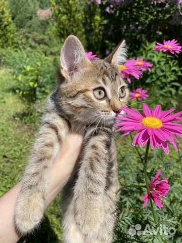 Трехцветный котенок Луиза