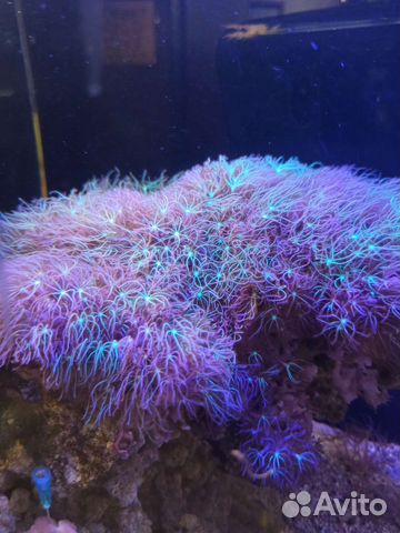 Коралл клавулярия