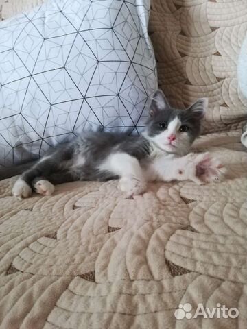 Кошки в добрые руки