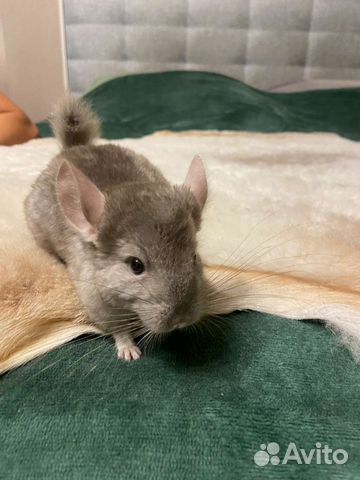 Шиншилла девочка