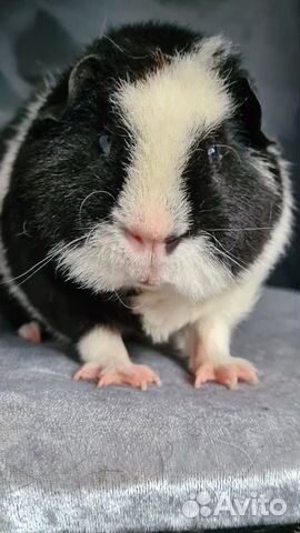 Морская свинка американский тедди самец