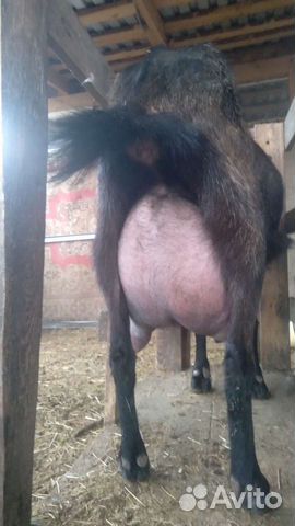 Козы Альпийские