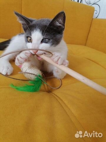 Ласковый котенок