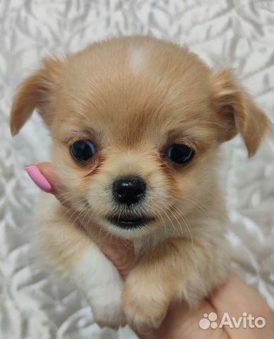 Чихуахуа девочки длиношерстные