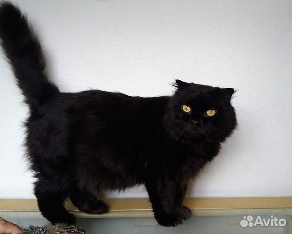Кот Айк из приюта ждет добрые руки