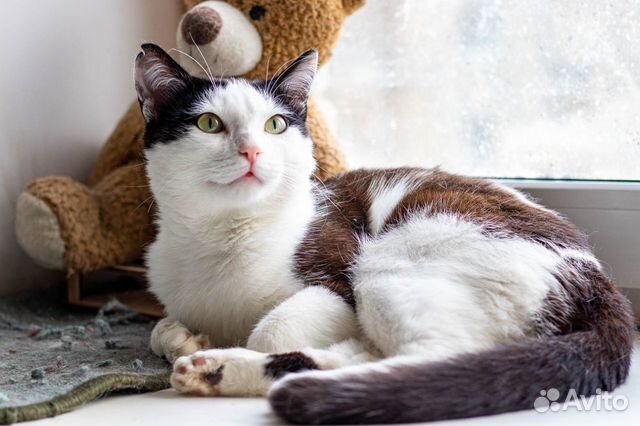 Кот молодой бесплатно