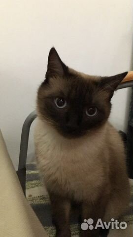 Кот в добрые руки