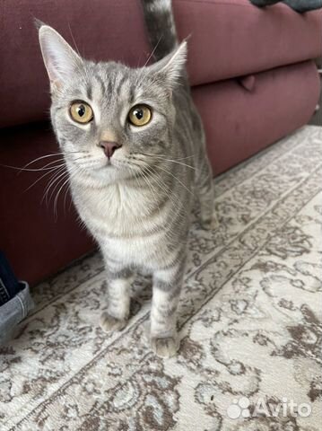 Кот