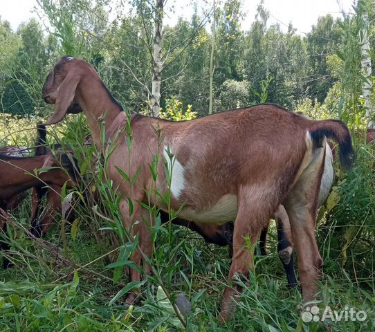 Нубийские козы