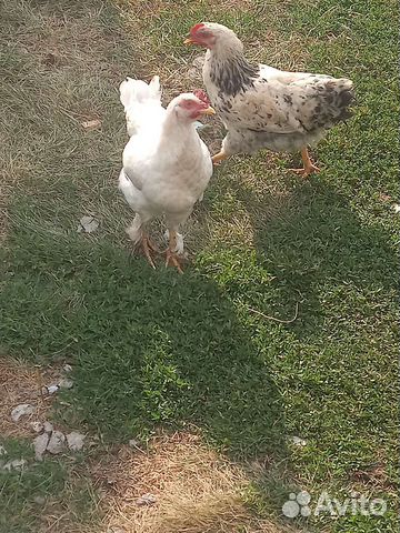 Петушки молодняк