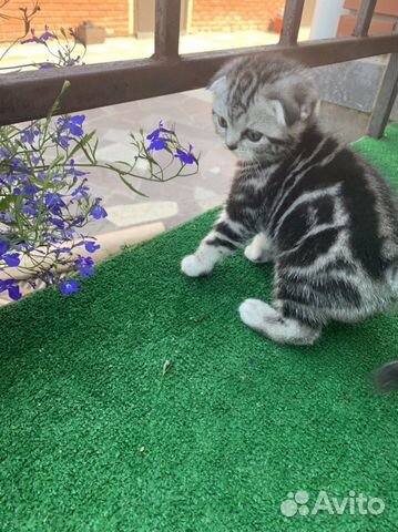 Шотландские котята