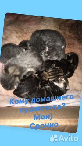 Котята от суперумной мамы-мышеловки)