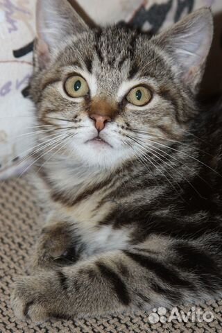 Котенок мраморного окраса