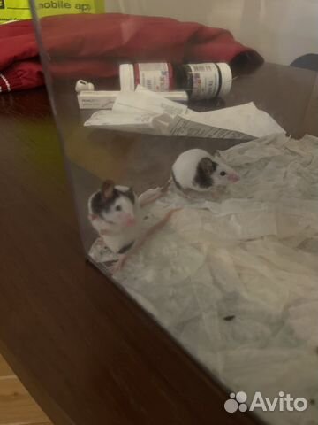 Сатиновые мыши