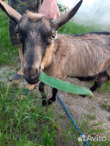 Коза дойная