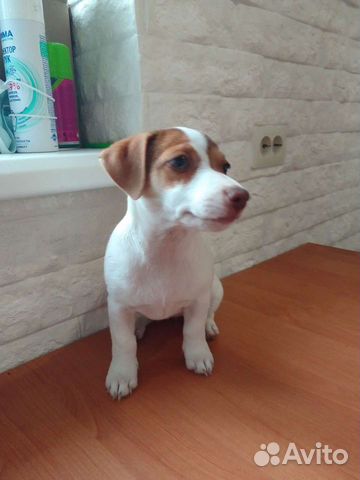Джек Рассел терьер