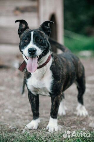 Стаффорд помесь мальчик в добрые руки