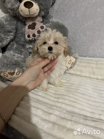 Мальтипу ф1 микро мальчик ваниль