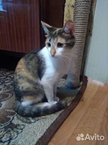 Кошка-сова в добрые руки