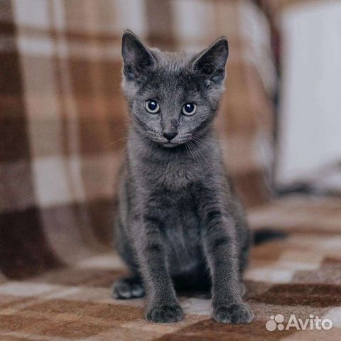 Котёнок Стеша ждёт свою семью