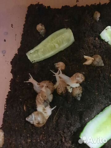 Улитки ахатины