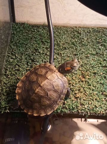 Красноухая черепаха с аквариумом