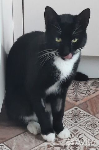 Кот бесплатно