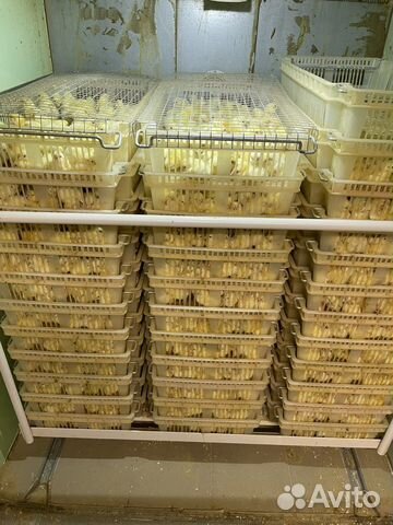 Инкубаторий, сотрудничество)