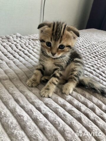 Шотландские вислоухие котята