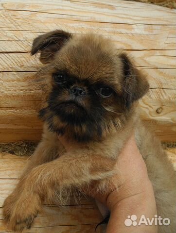 Обаятельный малыш Пти-Брабансон ждет Вас