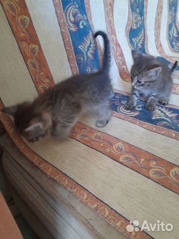 Отдам бесплатно котят,осталась две девочки