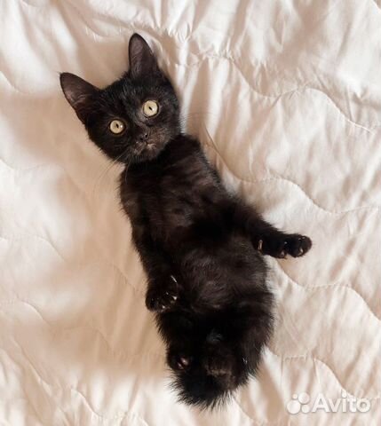 Невероятная чёрная девочка котёнок 2,5 мес