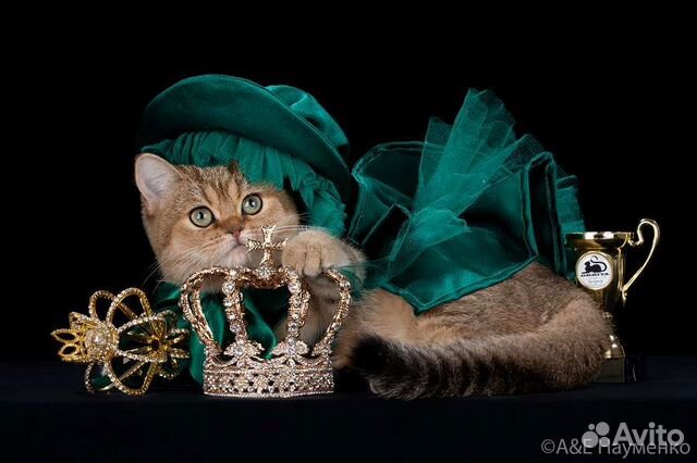 Британская принцесса